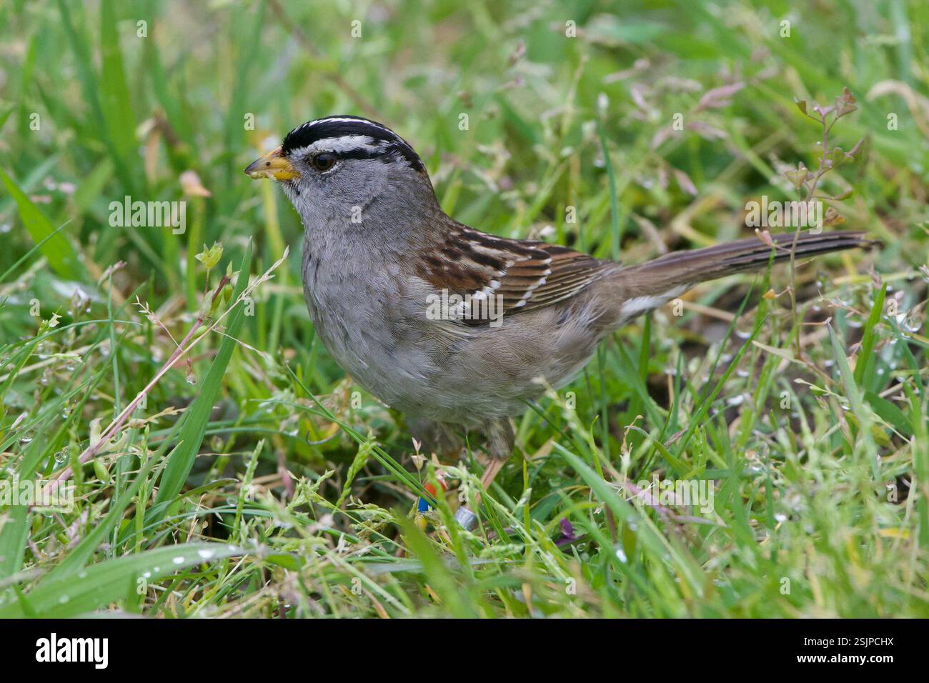 White-crowned Sparrow (Zonotrichia leucophrys), Aves, Lake Merced, San ...