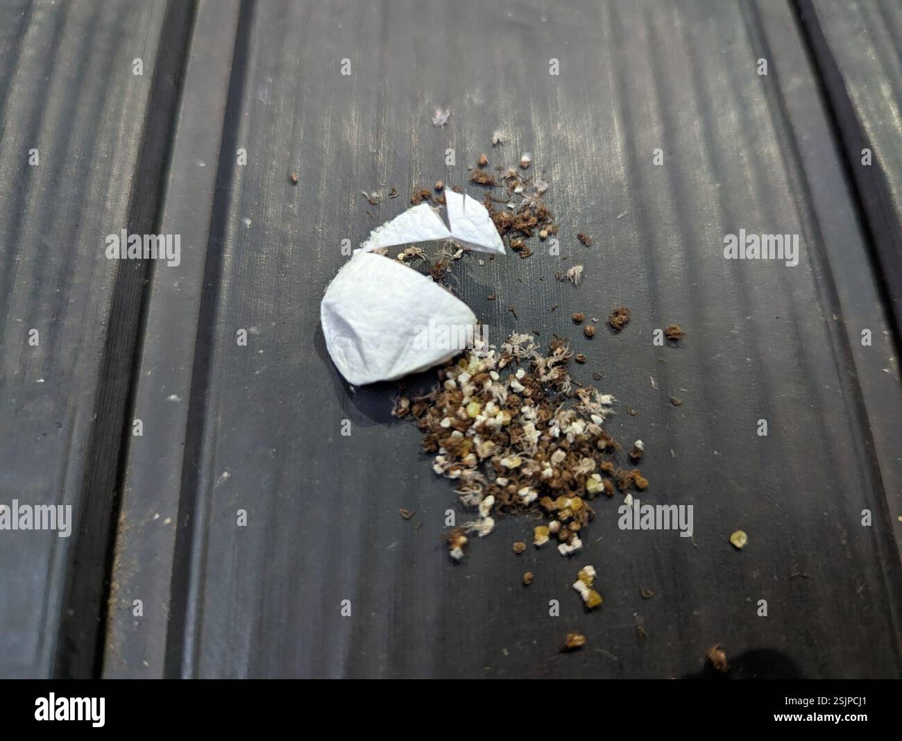 Ants, Bees, Wasps, and Sawflies (Hymenoptera), Insecta, Reservoir VIC ...