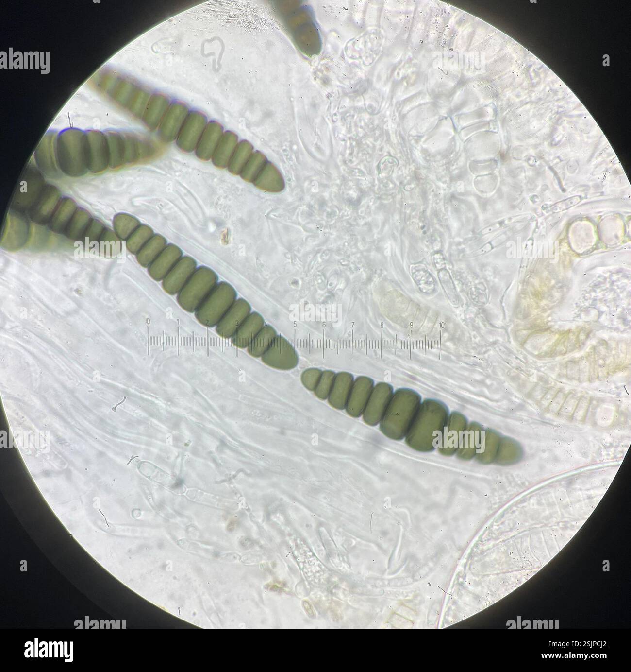 (Preussia calomera), Fungi, High Rock Park, New York, NY, US Stock ...