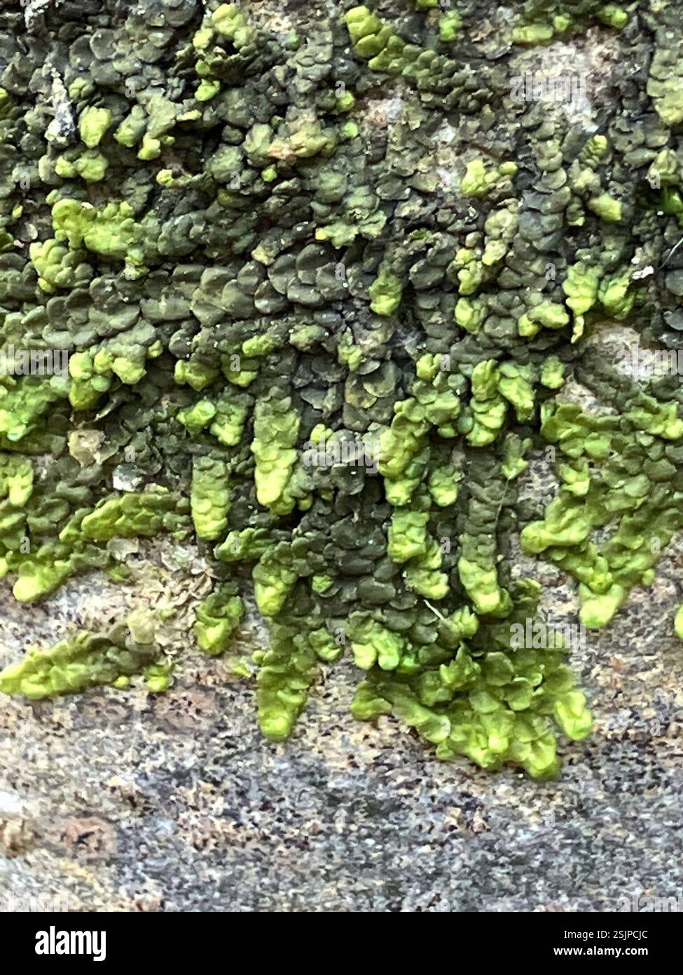 Flat-leaved Scalewort (Radula complanata), Plantae, Liezen, AT-ST, AT ...