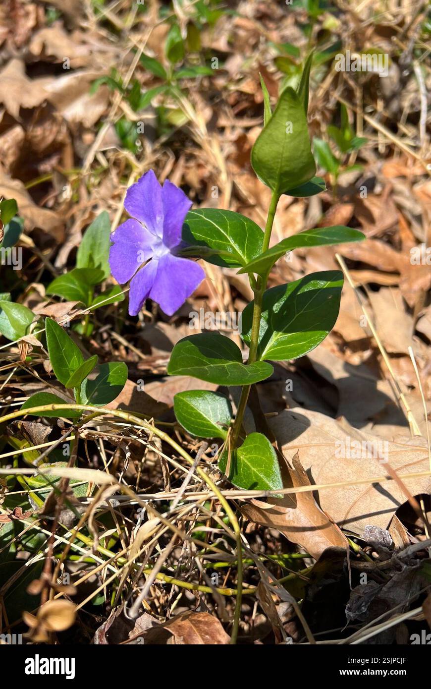 greater periwinkle (Vinca major), Plantae, Tanager Woods Ct ...