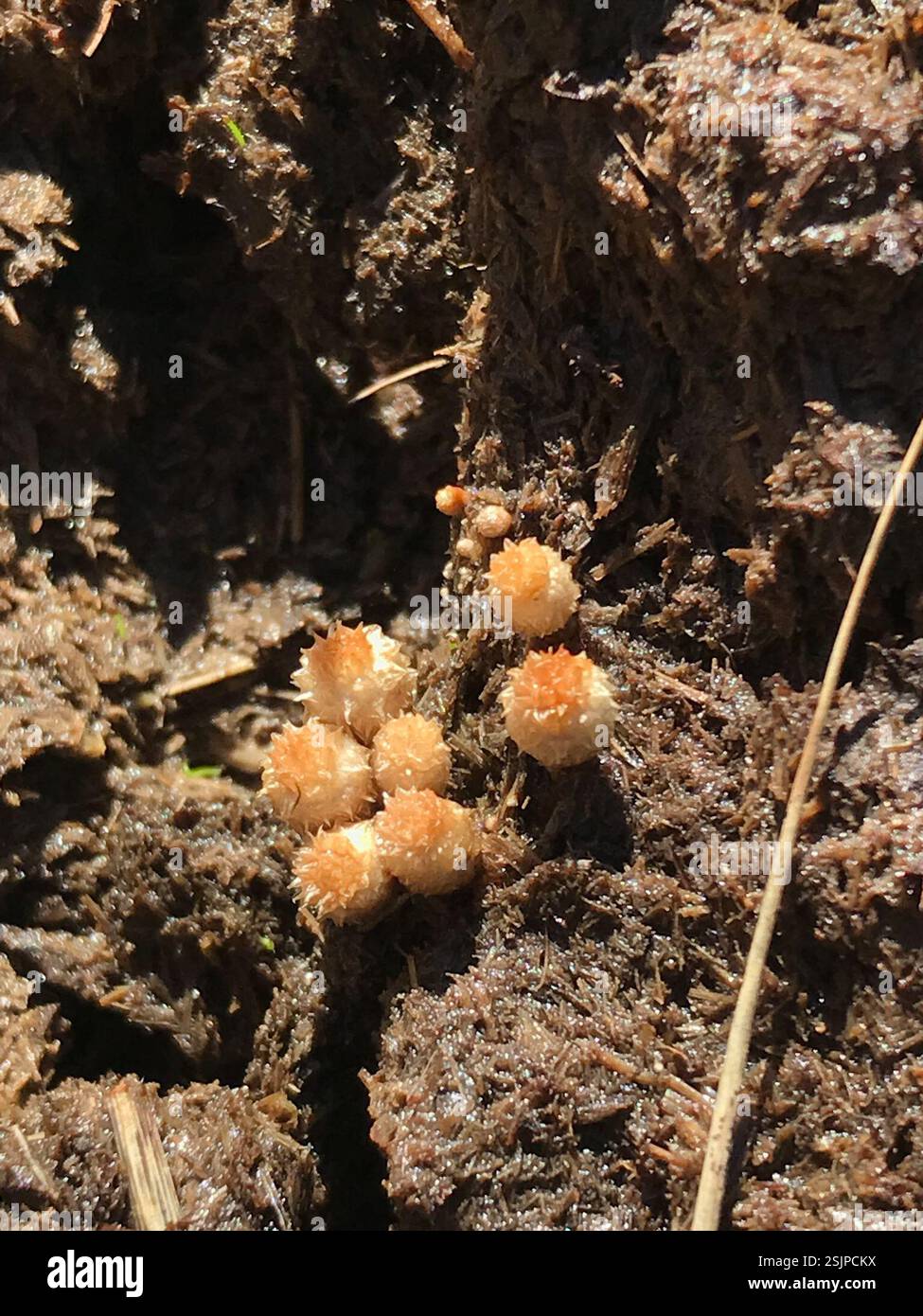 dung-loving bird's nest fungus (Cyathus stercoreus), Fungi, Roldán ...