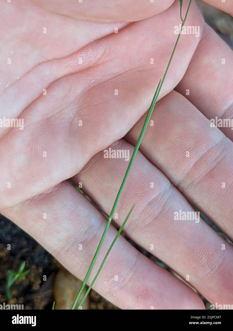 (Pooideae), Plantae, Brooksville, FL 34614, USA Stock Photo - Alamy