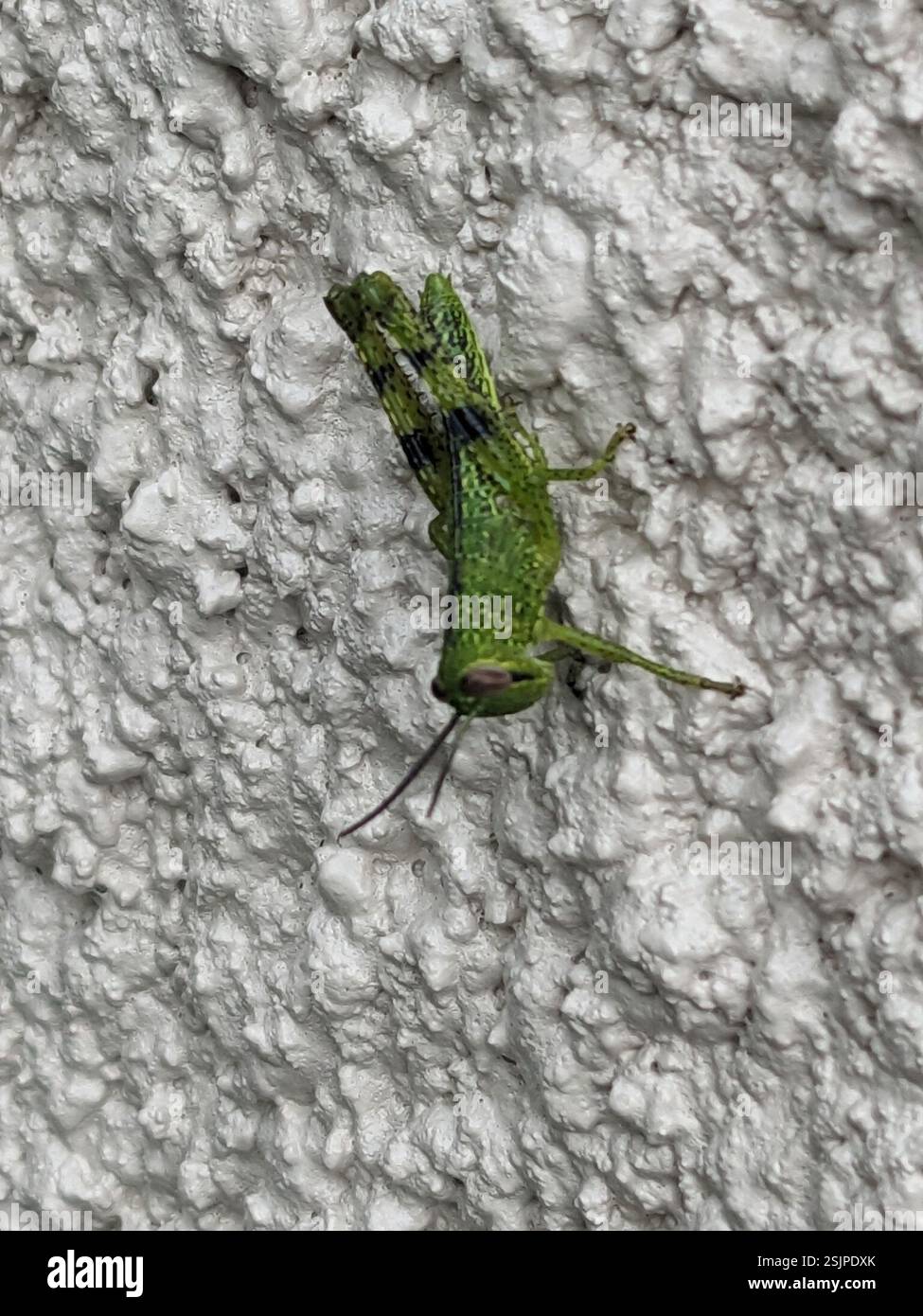 Giant Grasshopper (Valanga irregularis), Insecta, Zillmere QLD 4034 ...