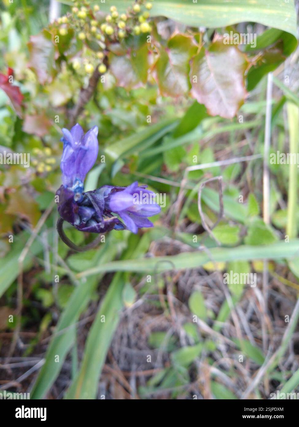 Blue Dicks (Dipterostemon capitatus), Plantae, California, US Stock ...
