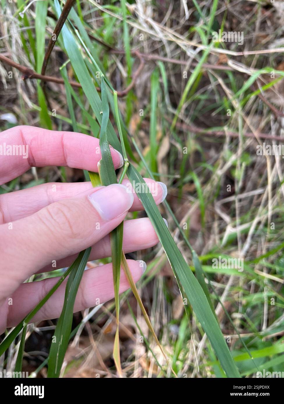 Smilo Grass (Oloptum miliaceum), Plantae, East San Jose, San Jose, CA ...