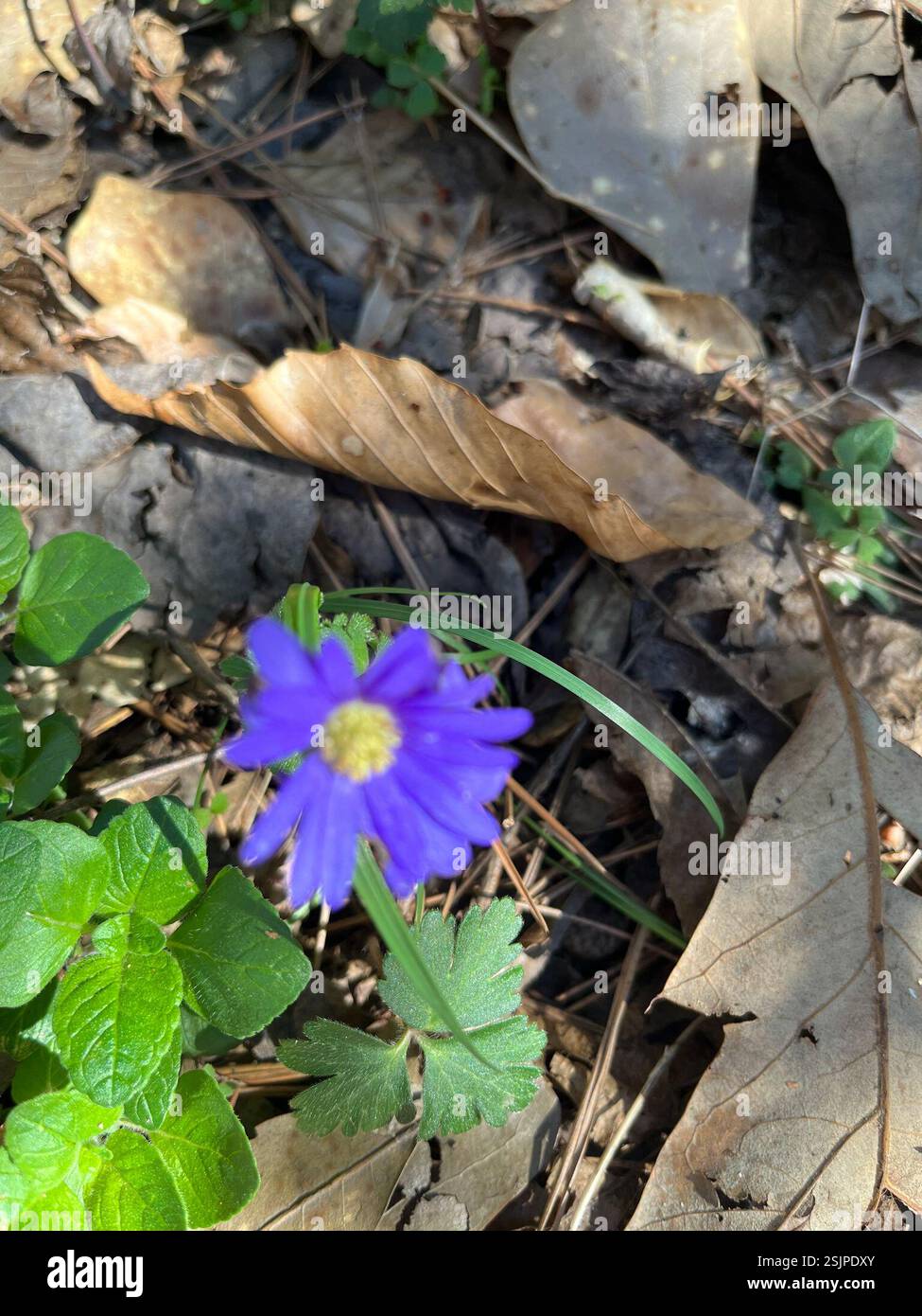 Greek Anemone (Anemonoides blanda), Plantae, Garden Rd, Chattanooga, TN ...