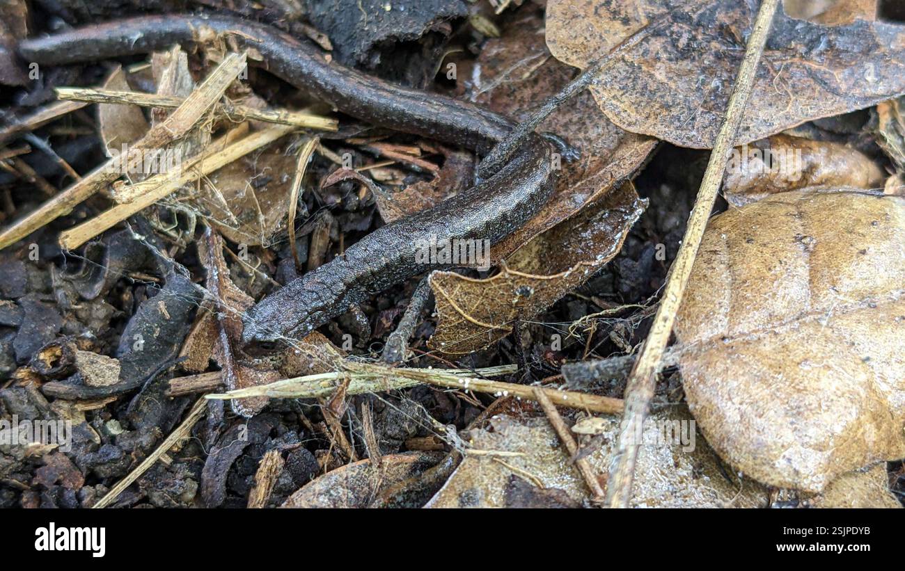 Black-bellied Slender Salamander (Batrachoseps nigriventris), Amphibia ...