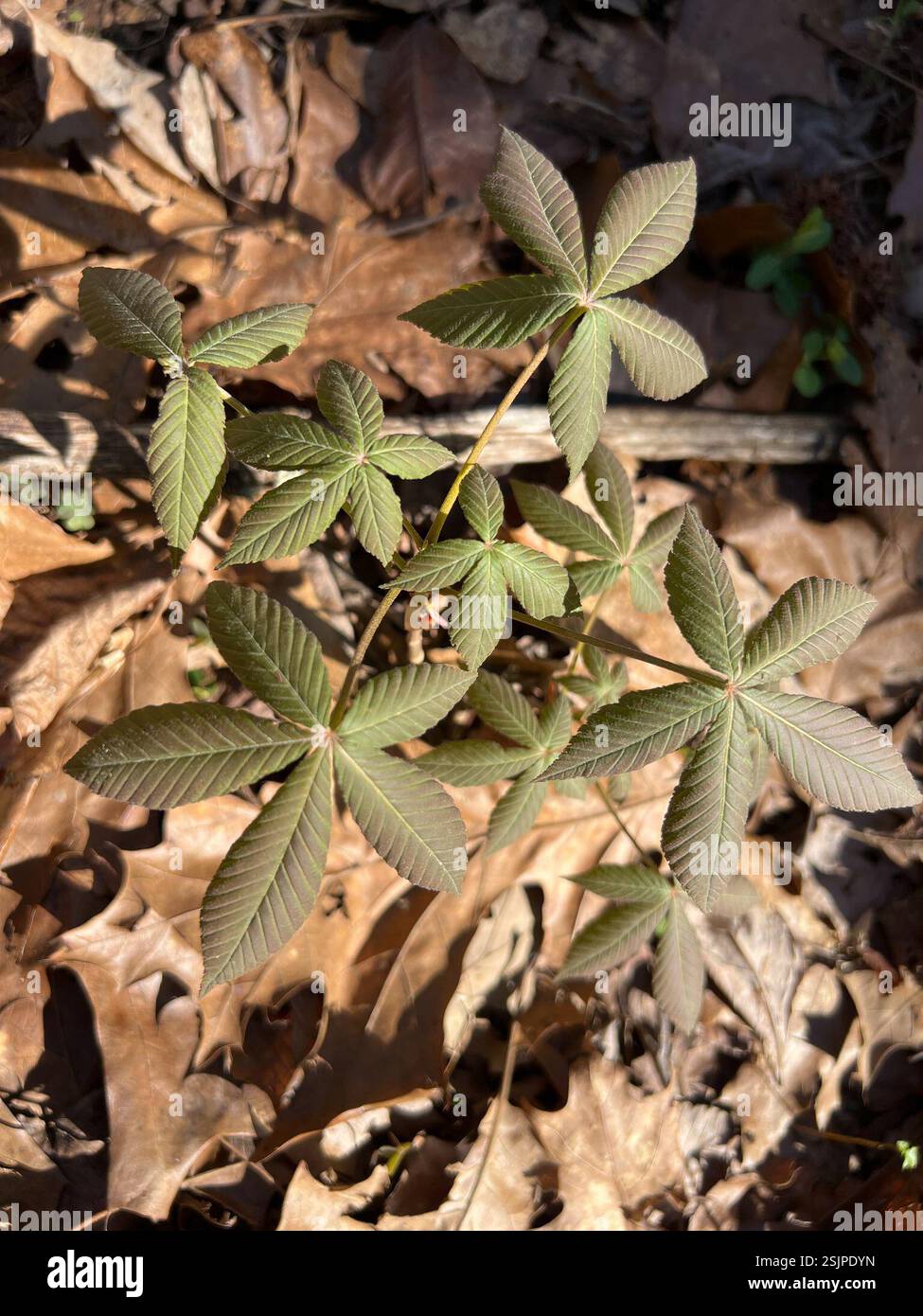 painted buckeye (Aesculus sylvatica), Plantae, The University of North ...