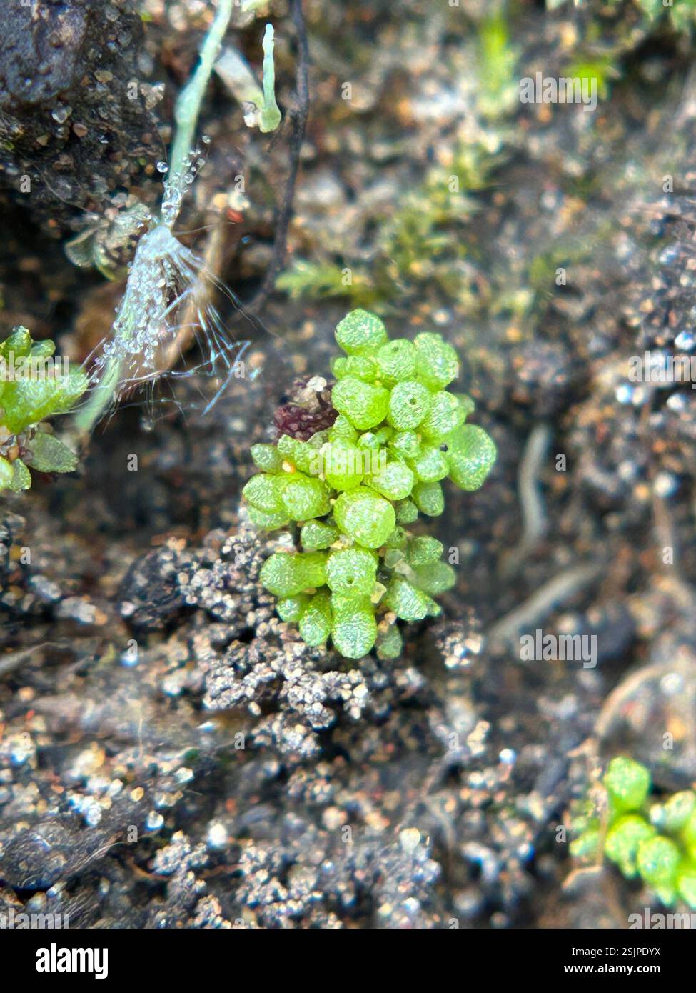 Bottle Liverworts (Sphaerocarpos), Plantae, Monaña de Oro State Park ...