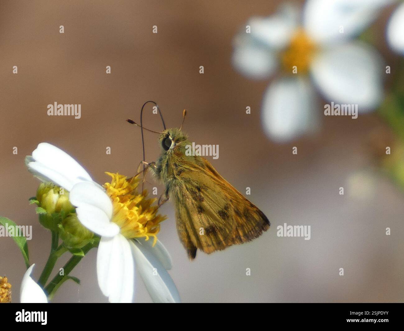 Whirlabout (Polites vibex), Insecta, River Rd. Preserve: Putnam County ...