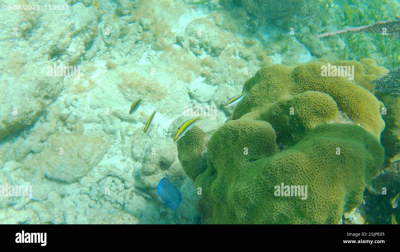 Caribbean Bluehead Wrasse (Thalassoma bifasciatum), Actinopterygii ...