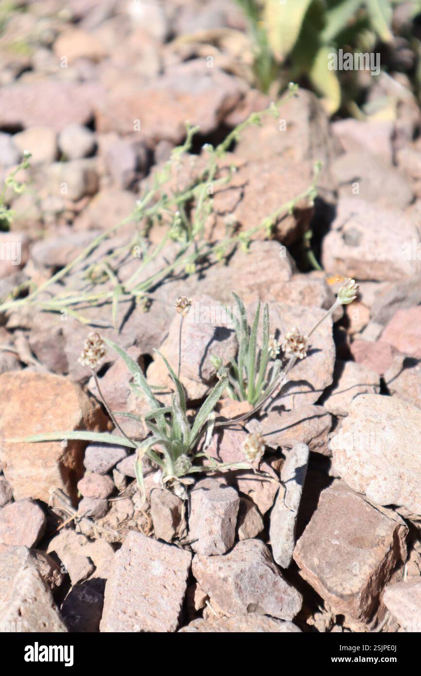 Desert Plantain (Plantago ovata), Plantae, Pinal County, AZ, USA Stock ...