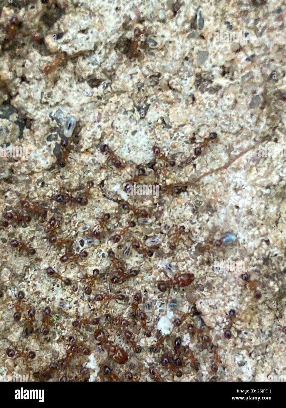 Toothed Big-headed Ant (Pheidole dentata), Insecta, Roy G. Guerrero ...