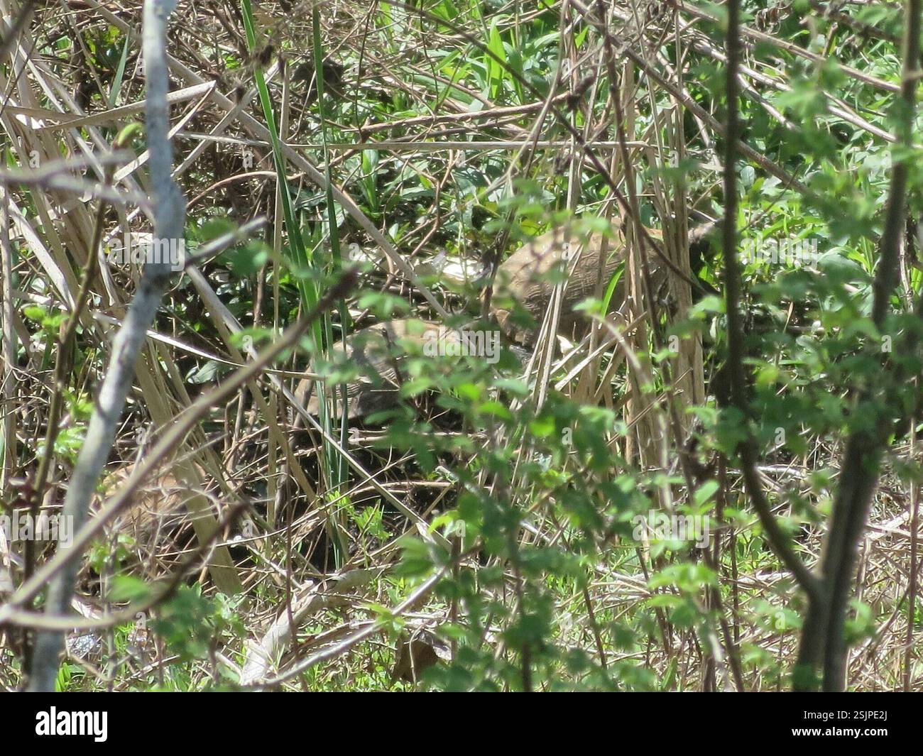 Pond and Box Turtles (Emydidae), Reptilia, Windsor Forest, Savannah, GA ...