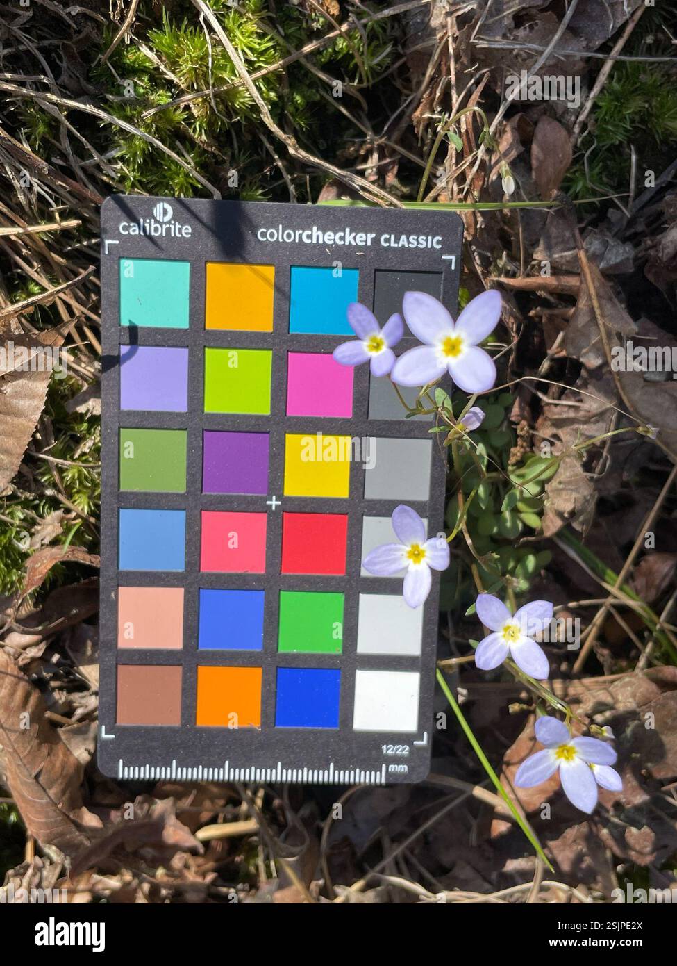 azure bluet (Houstonia caerulea), Plantae, Mills Rd, Polkton, NC, US ...