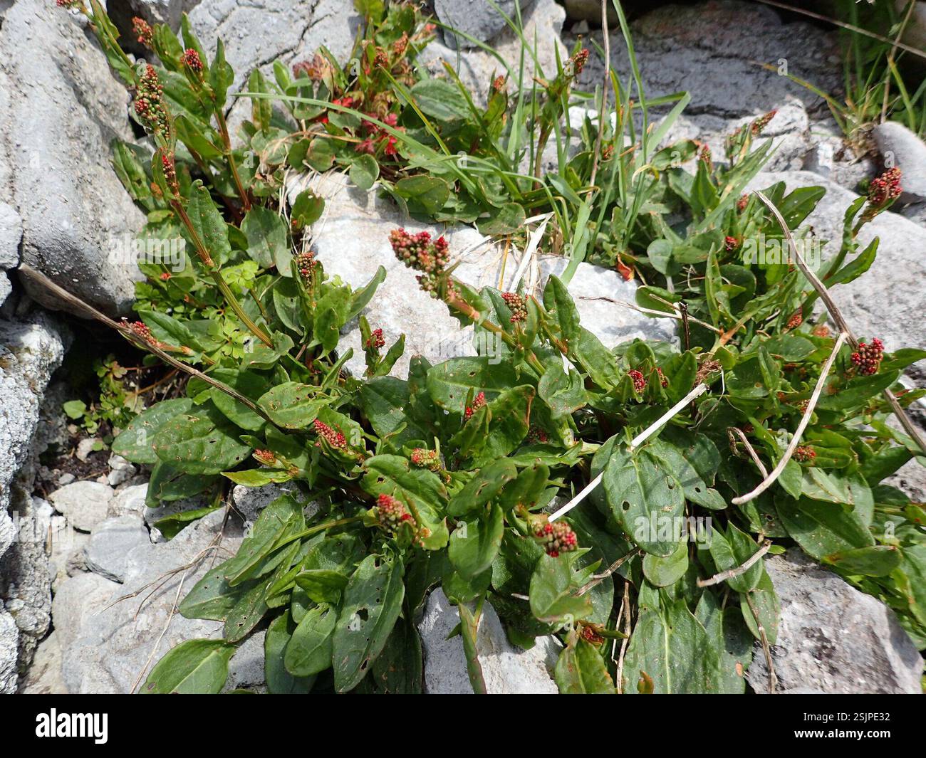 docks and sorrels (Rumex), Plantae, Fahee North, Carron, Co. Clare ...