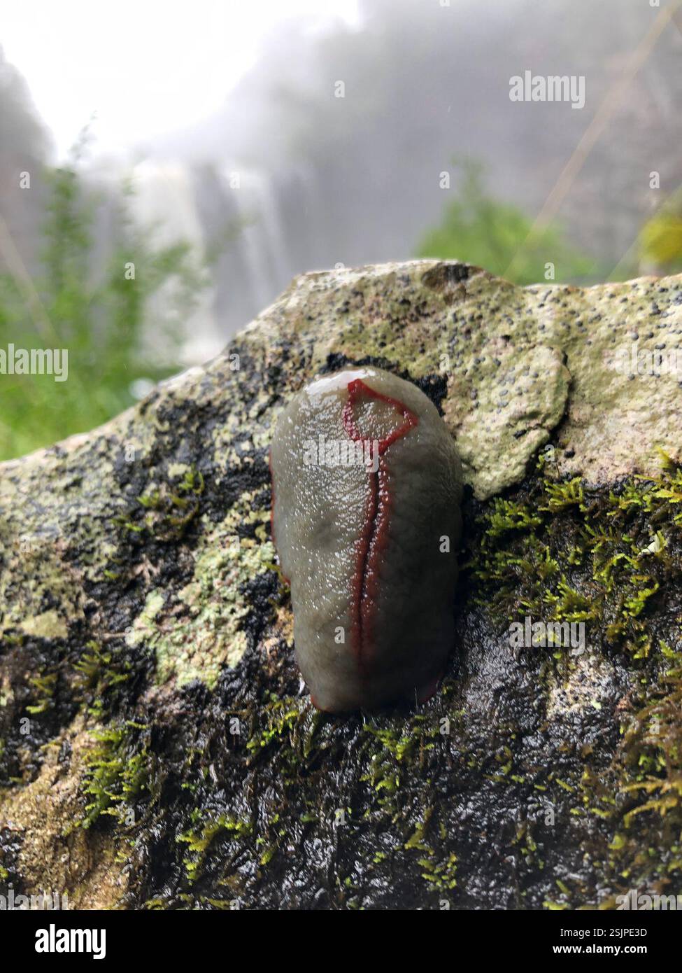 Red Triangle Slug (Triboniophorus graeffei), Mollusca, Dorrigo NSW 2453 ...