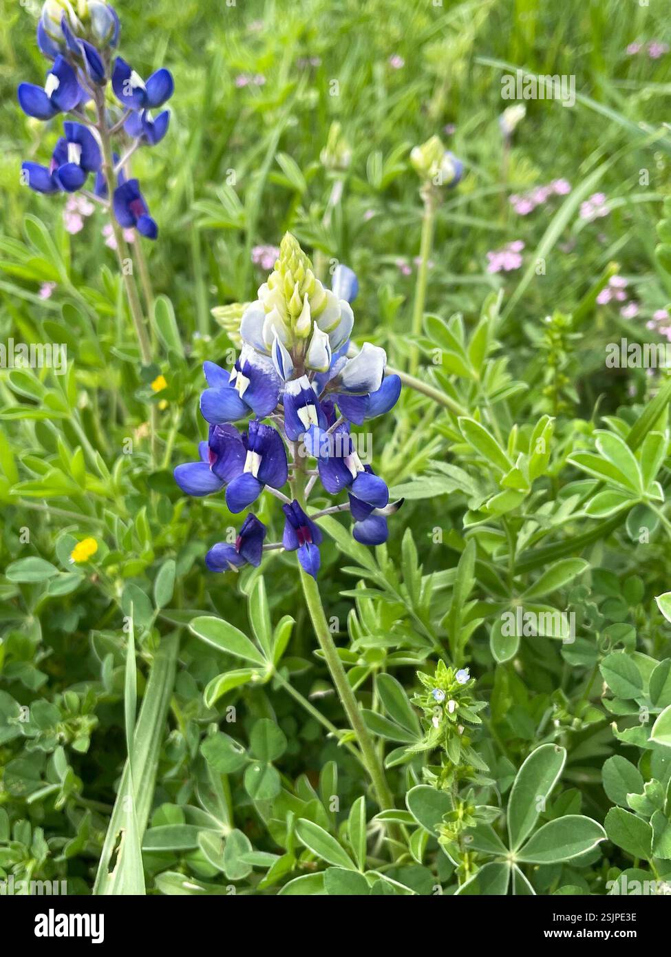 Texas bluebonnet (Lupinus texensis), Plantae, Moffat Rd, Temple, TX, US ...