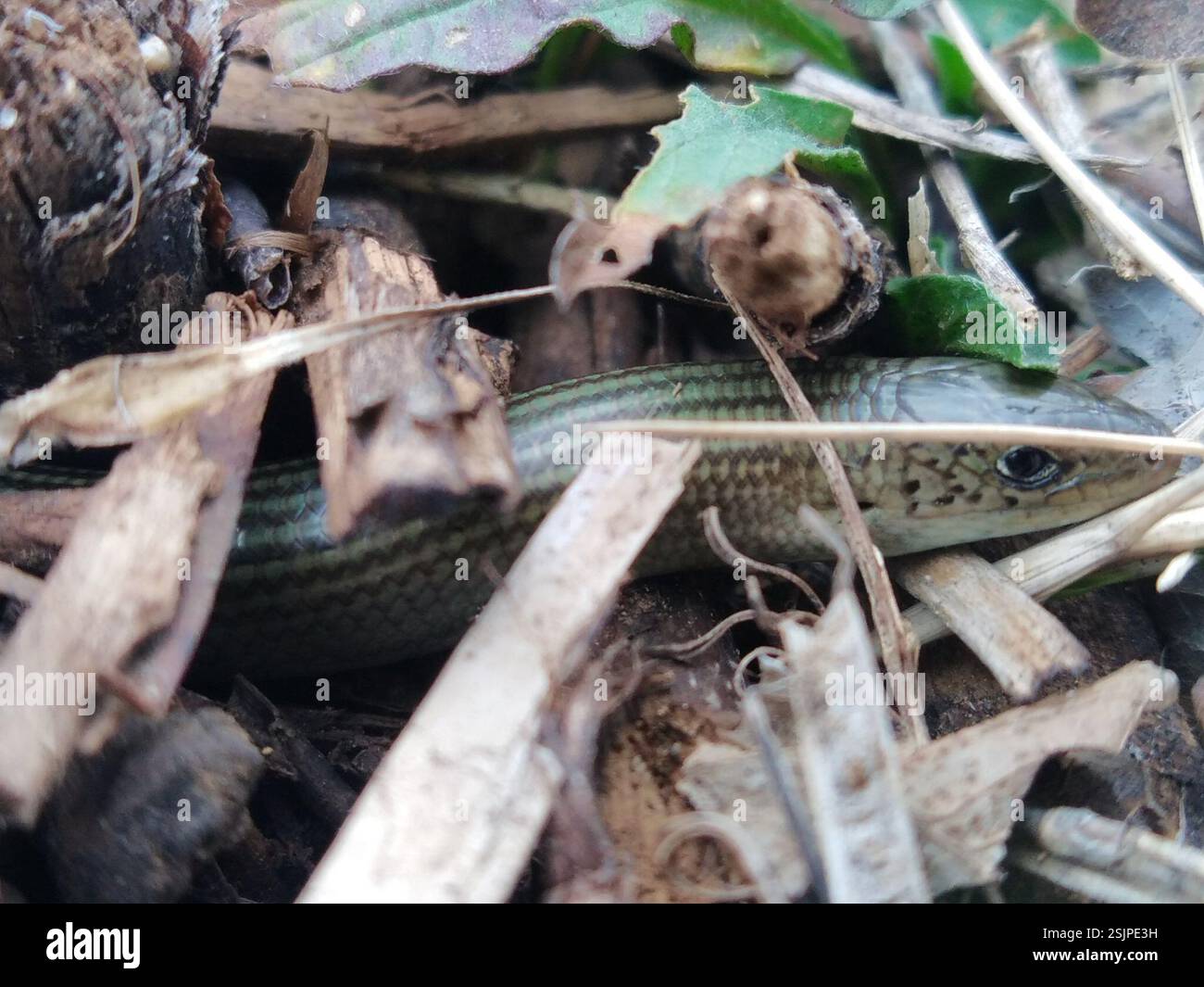 Western Three-toed Skink (Chalcides striatus), Reptilia, Hérault ...