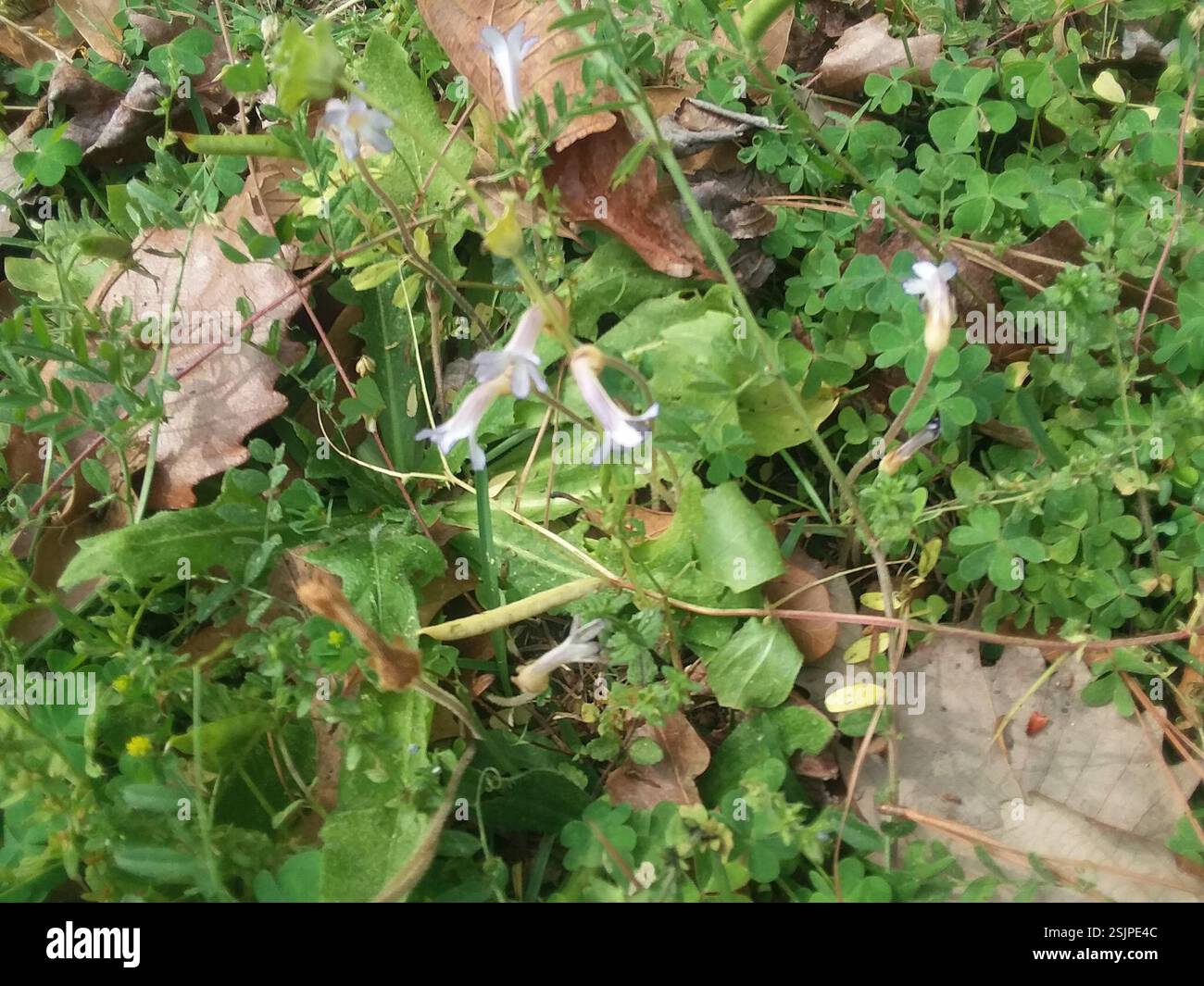 one-flowered cancer-root (Aphyllon uniflorum), Plantae, Windsor Forest ...