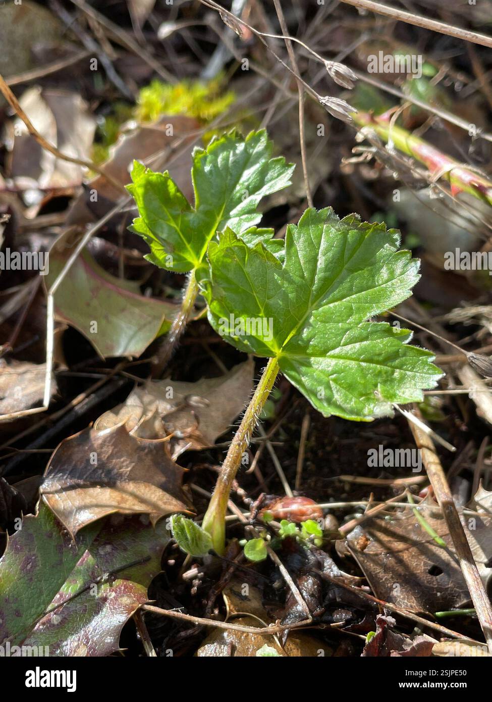 Giant Hogweed (Heracleum mantegazzianum), Plantae, King County, US-WA ...