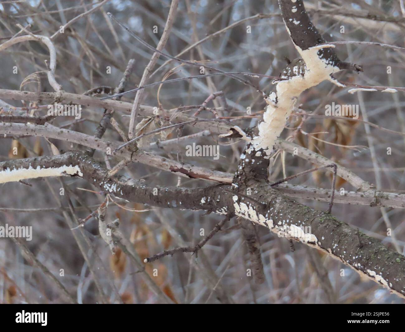 Milk-white Toothed Polypore (Irpex lacteus), Fungi, Hartland, WI 53029 ...