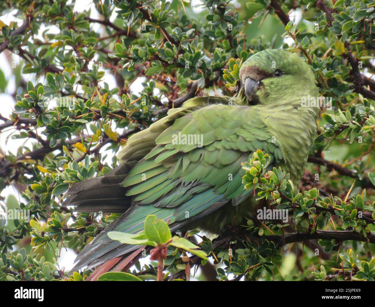 Austral Parakeet (Enicognathus ferrugineus), Aves, Ushuaia, Tierra del ...