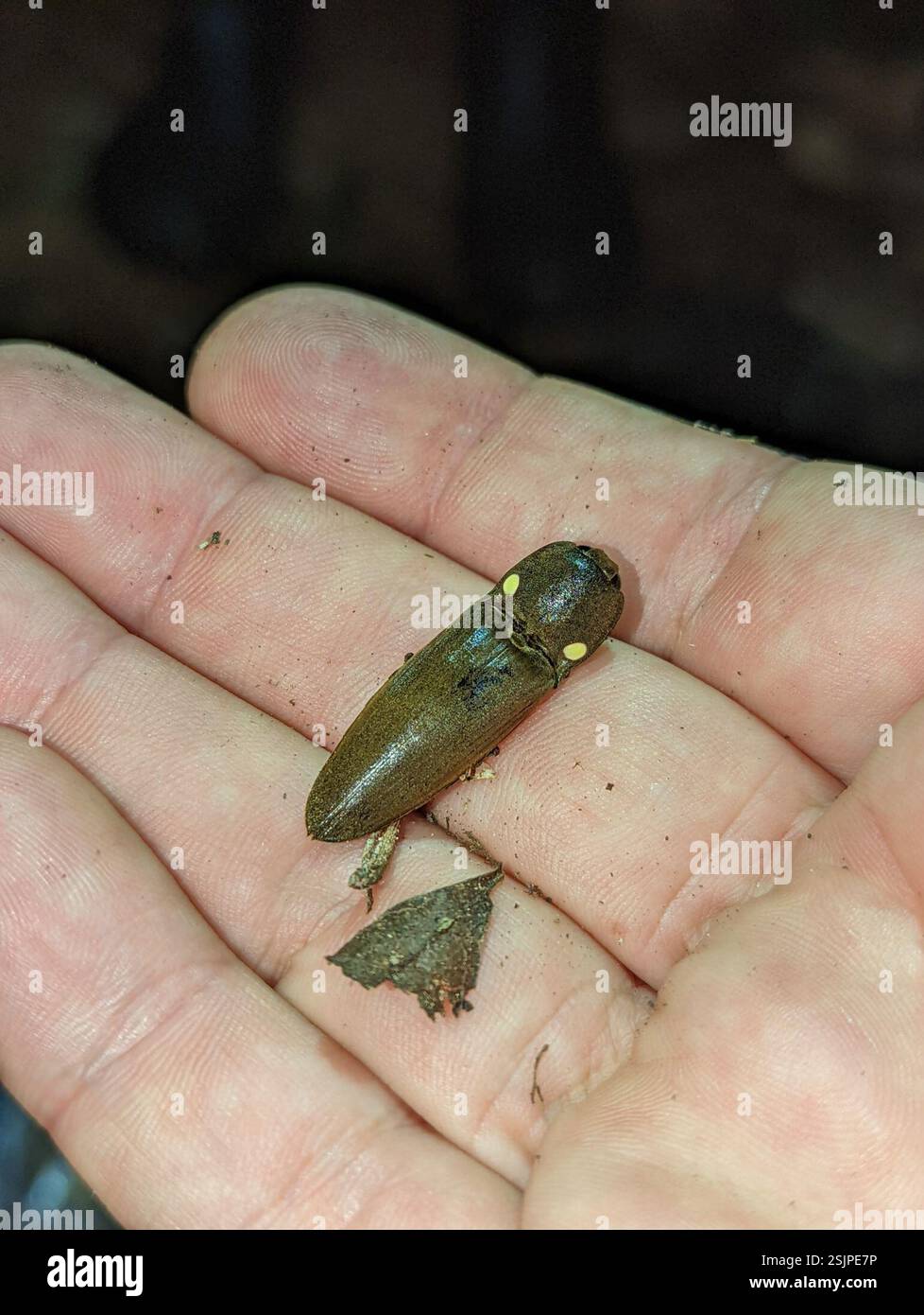 Fire Beetle (Pyrophorus noctilucus), Insecta, Gamboa, Panama Stock ...
