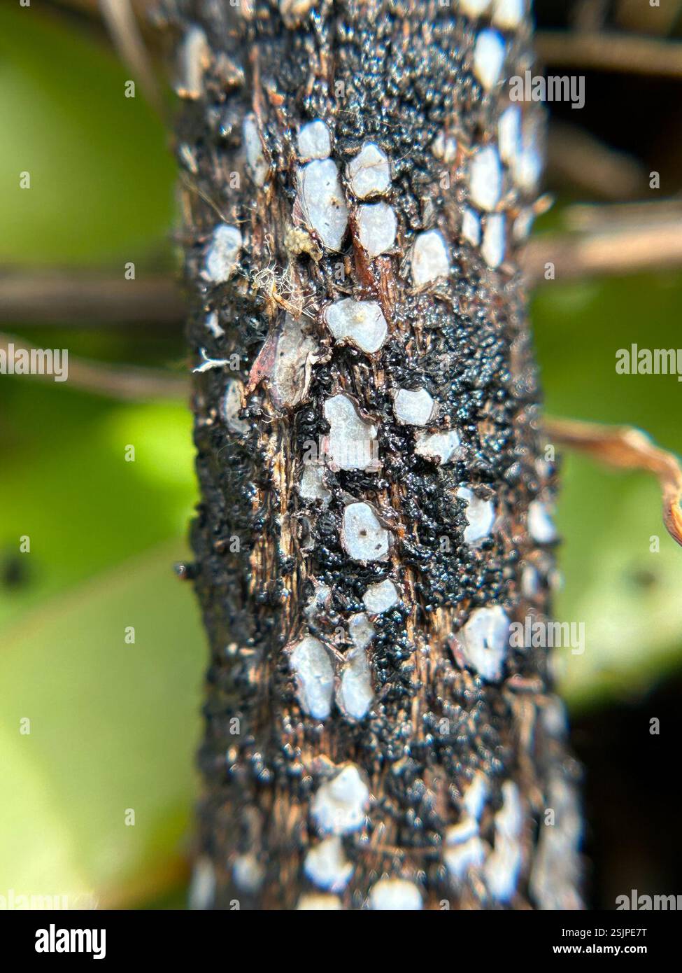 (Propolis), Fungi, Pecho Rd, Los Osos, CA, US Stock Photo - Alamy