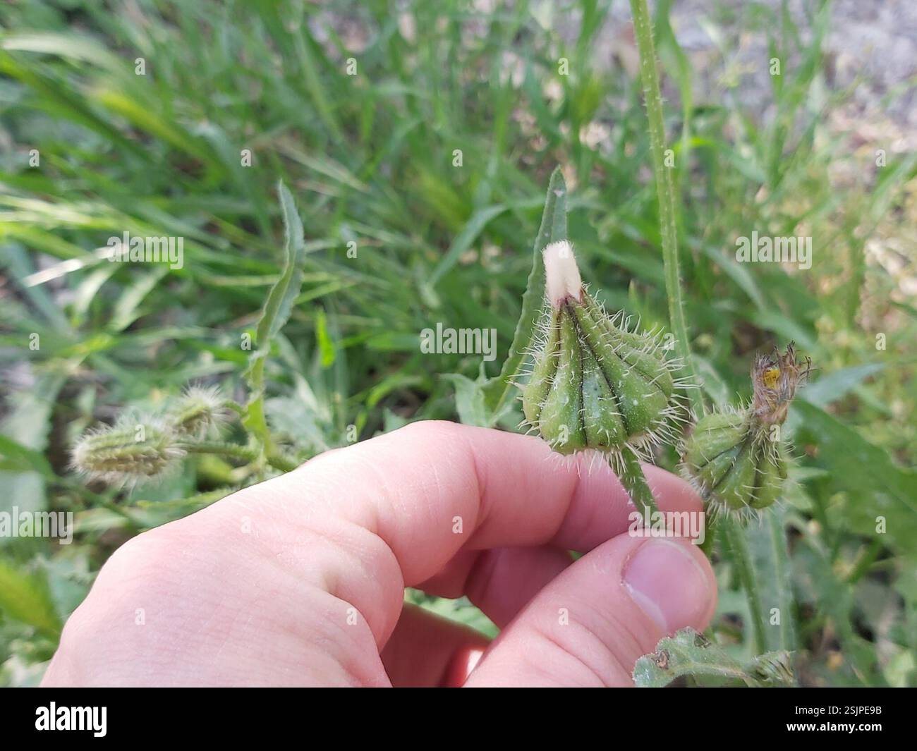 False Hawkbit (Urospermum picroides), Plantae, V94W+FVP, Sidživis ...