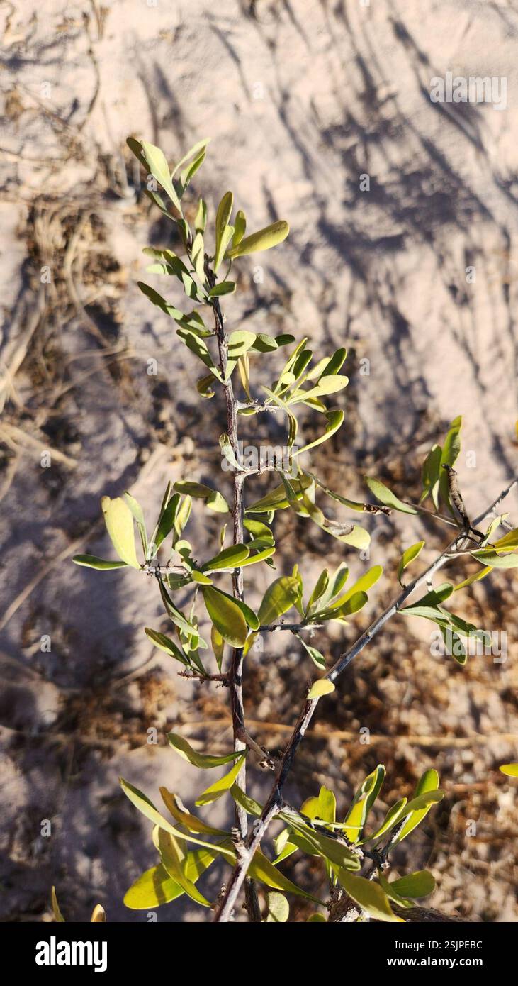 snake eyes (Phaulothamnus spinescens), Plantae, La Paz, MX-BS, MX Stock ...