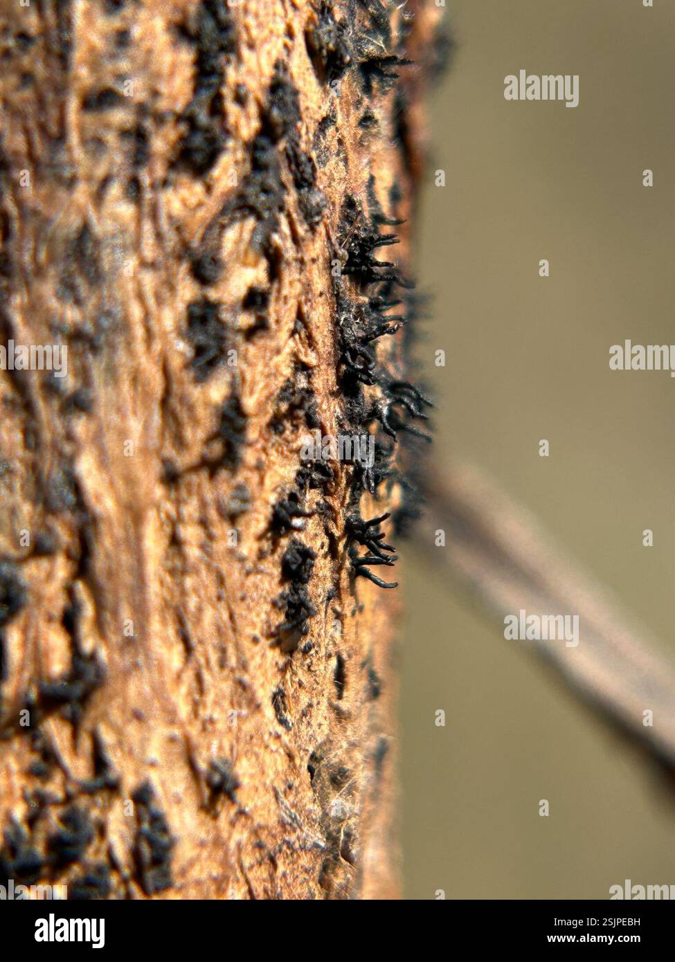 (Propolis), Fungi, Pecho Rd, Los Osos, CA, US Stock Photo - Alamy