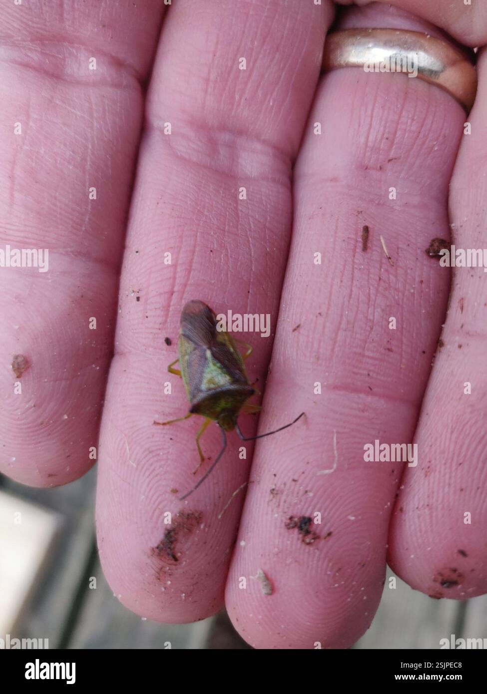 Hawthorn Shield Bug (Acanthosoma haemorrhoidale), Insecta, 3520 Farum ...