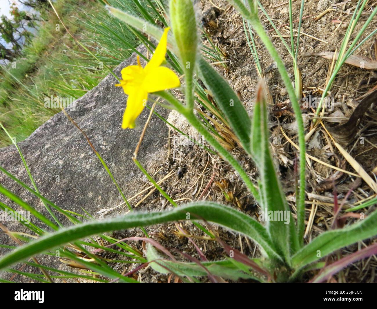 Silverleaf Stargrass (Hypoxis rigidula), Plantae, Giants Castle Game ...