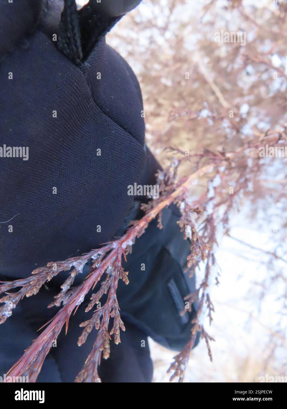 eastern redcedar (Juniperus virginiana), Plantae, Columbia, Wisconsin ...