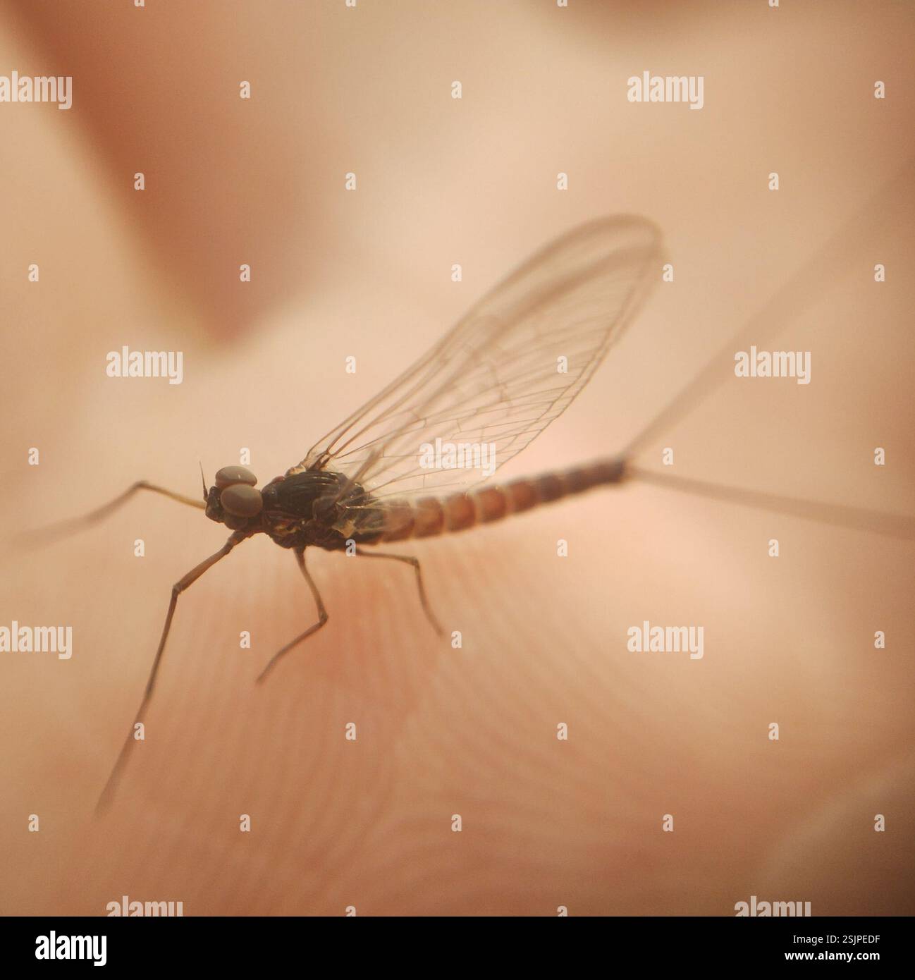 Blue-winged Olives (Baetis), Insecta, Kosanin dol, Pancharevo, Bulgaria ...
