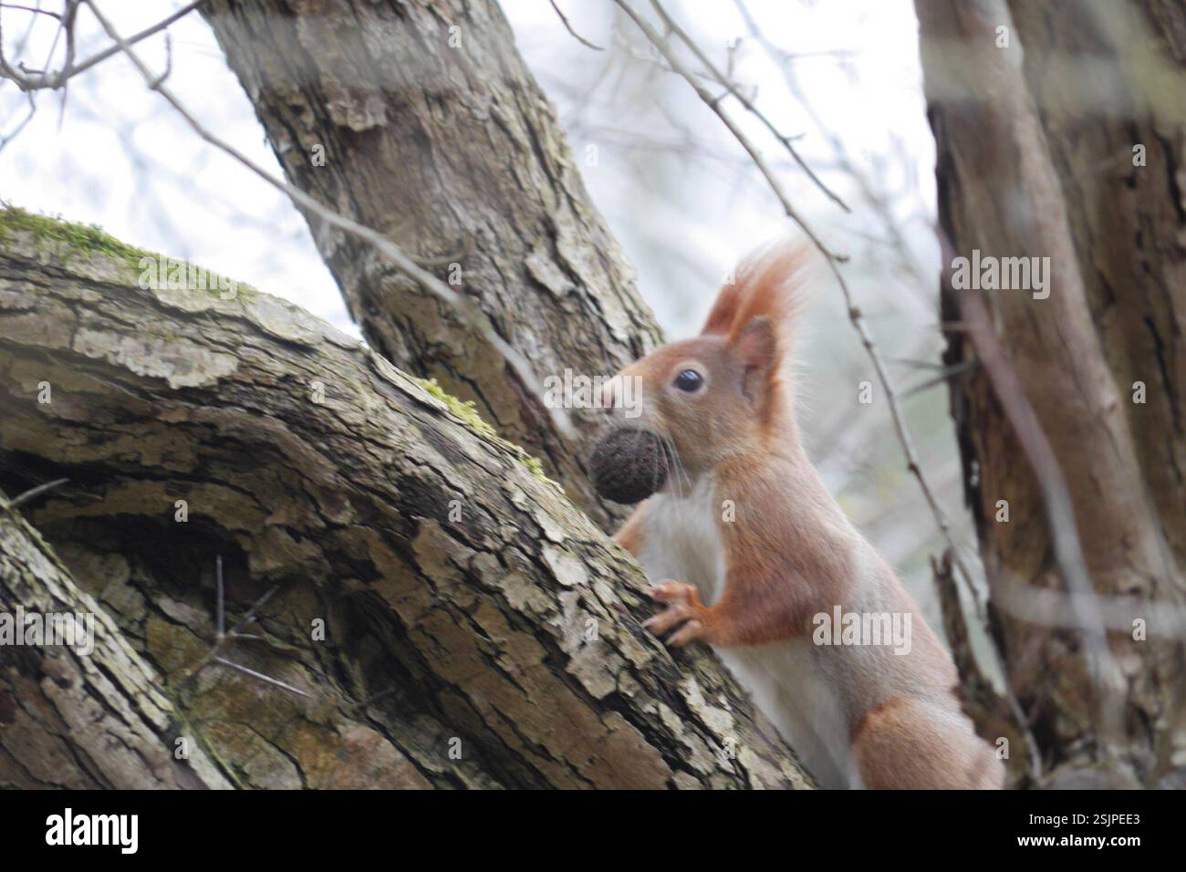 Eurasian Red Squirrel (Sciurus vulgaris), Mammalia, An den Lichtwiesen ...