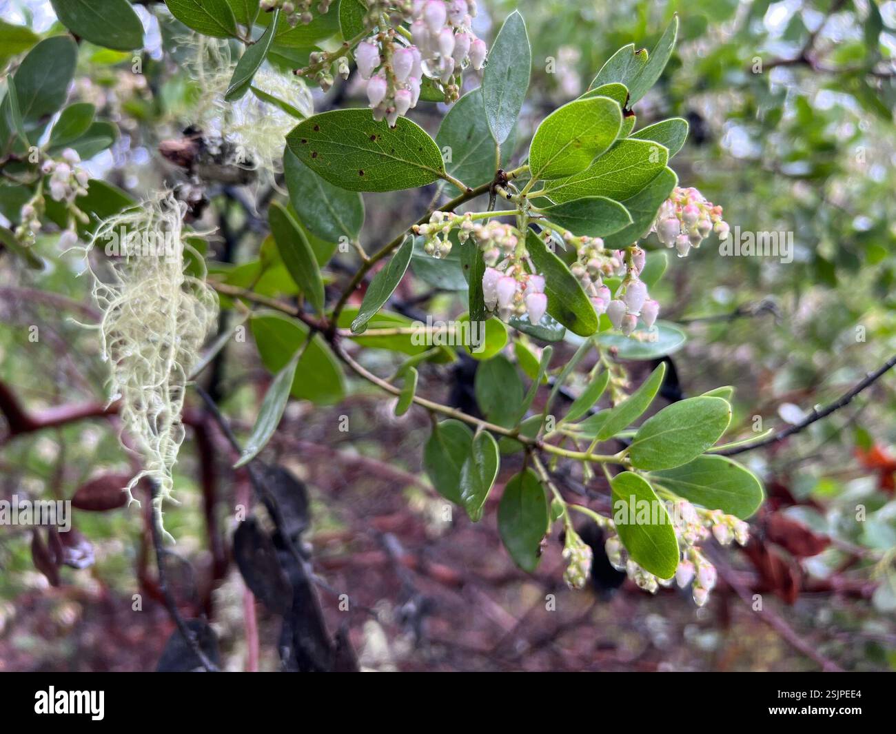 Common Manzanita (Arctostaphylos manzanita), Plantae, Whitethorn, CA ...