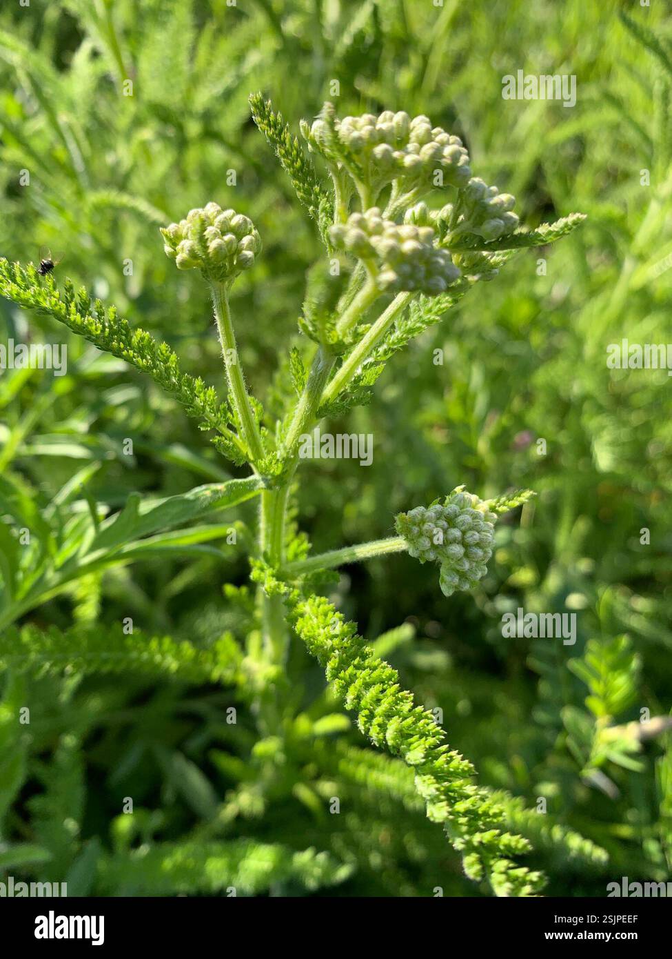 common yarrow (Achillea millefolium), Plantae, Green Acres Farm ...