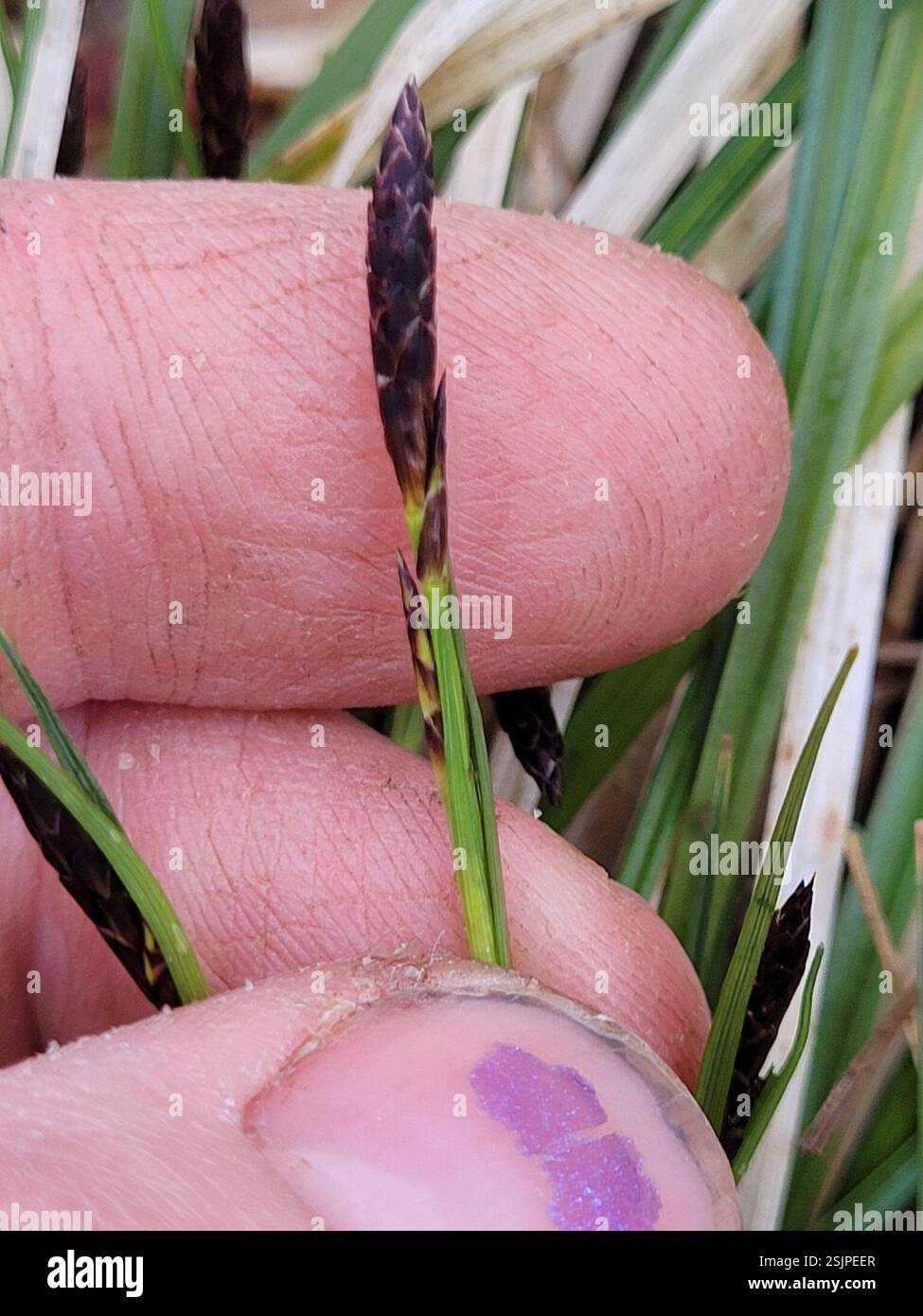 long-stalked sedge (Carex pedunculata), Plantae, Kirtland, OH 44094 ...