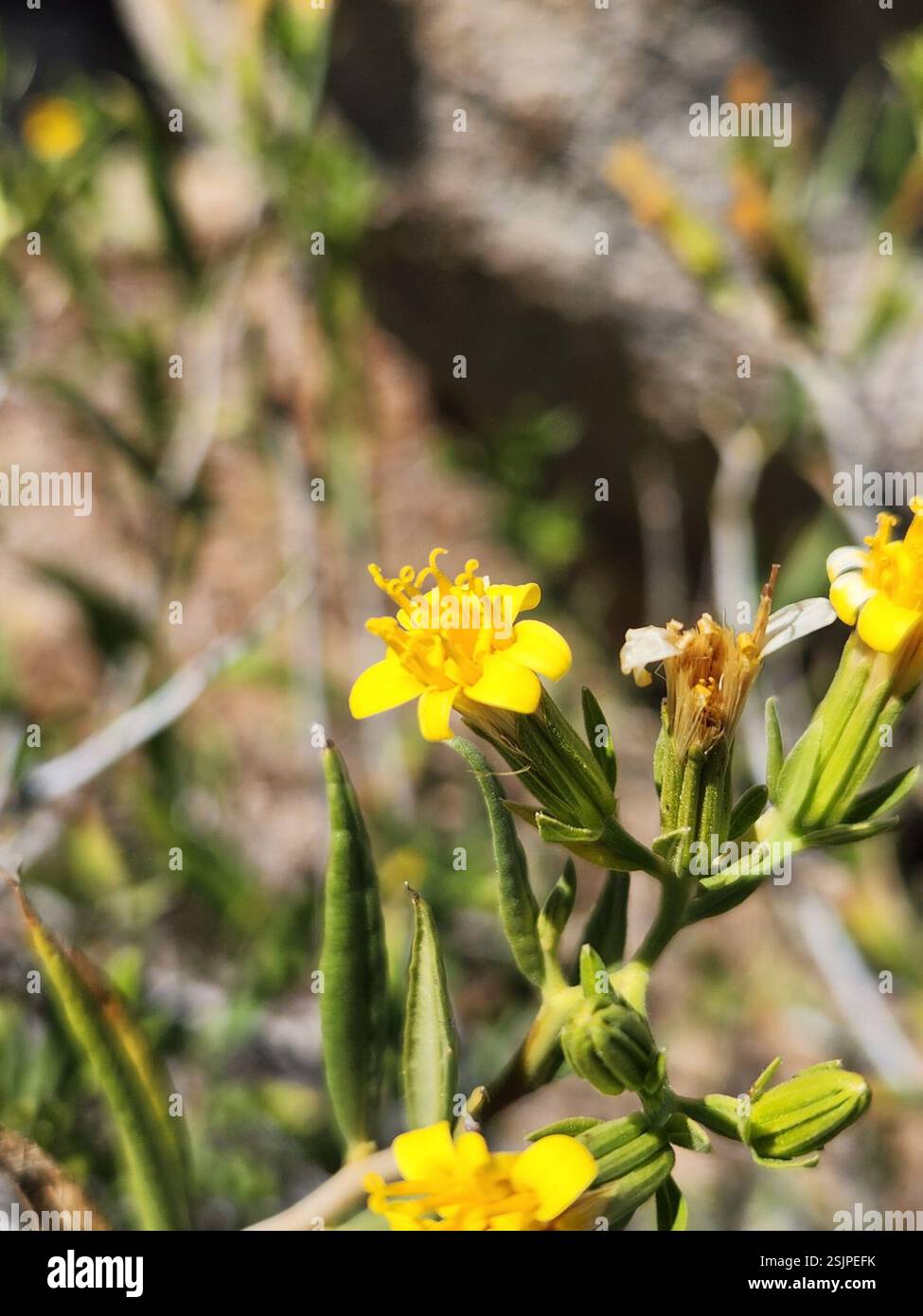 American threefold (Trixis californica), Plantae, Ensenada, MX-BN, MX ...