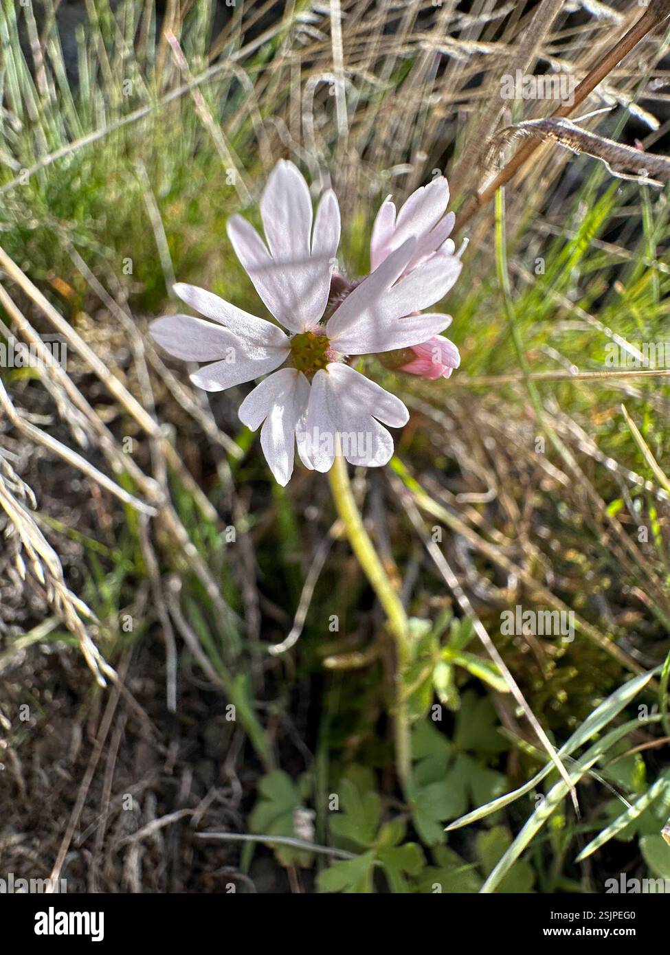 smallflower woodland star (Lithophragma parviflorum), Plantae, Columbia ...