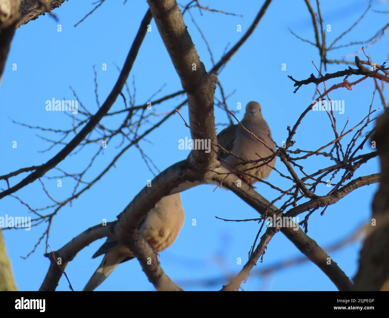 Mourning Dove (Zenaida macroura), Aves, Milwaukee, Wisconsin, United ...