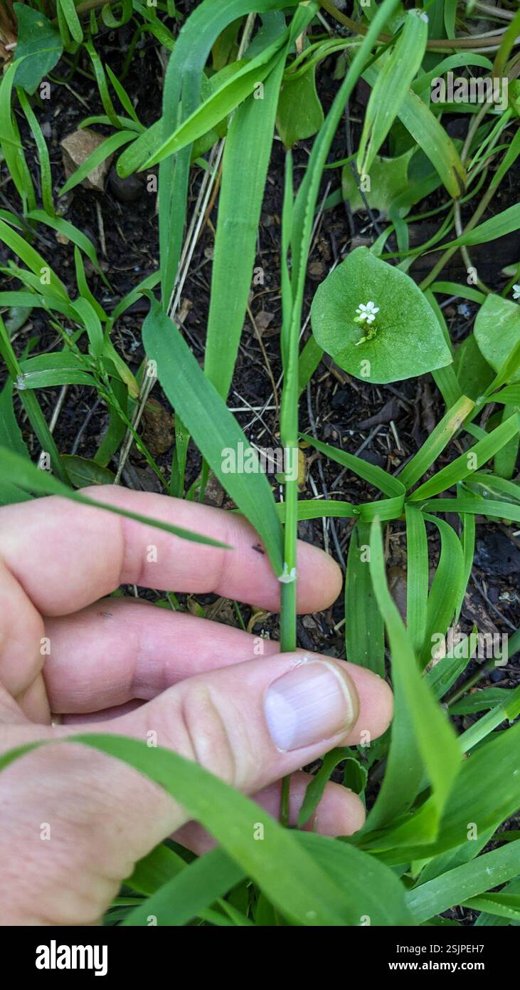panic veldtgrass (Ehrharta erecta), Plantae, Los Angeles, CA, USA Stock ...