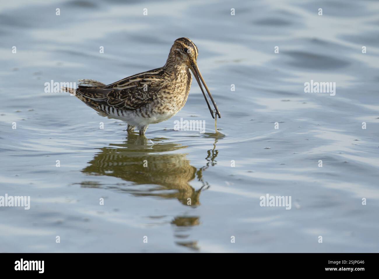 Common snipe (Gallinago gallinago) adult wading bird feeding in water ...