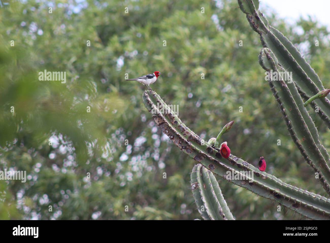 Red-cowled Cardinal (Paroaria dominicana), Aves, Fazenda Carnaúba ...