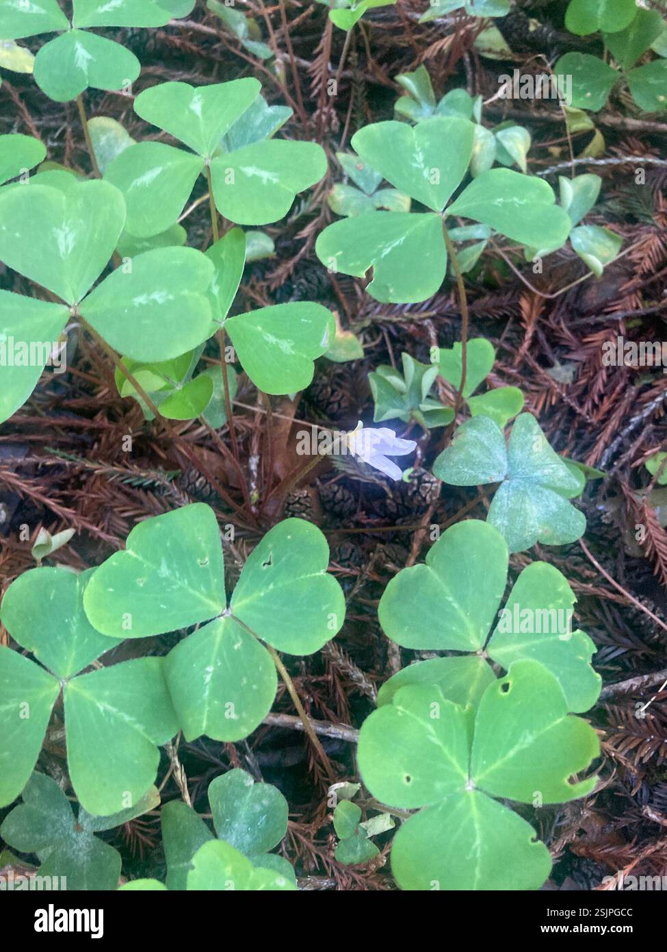 redwood sorrel (Oxalis oregana), Plantae, Pfeiffer Big Sur State Park ...