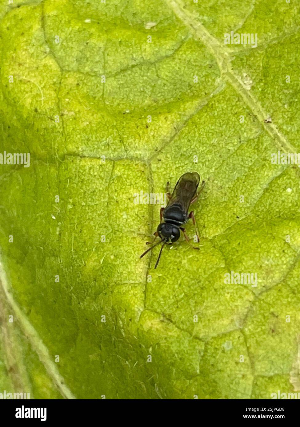 Bees and Apoid Wasps (Apoidea), Insecta, Melbourne VIC, Australia Stock ...