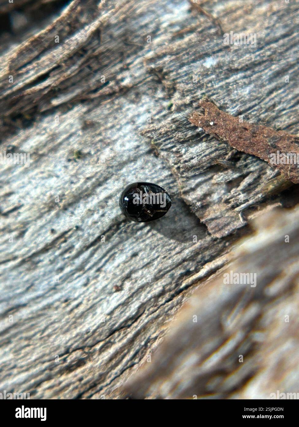 (Agathidium), Insecta, Highland Dr, Los Osos, CA, US Stock Photo - Alamy